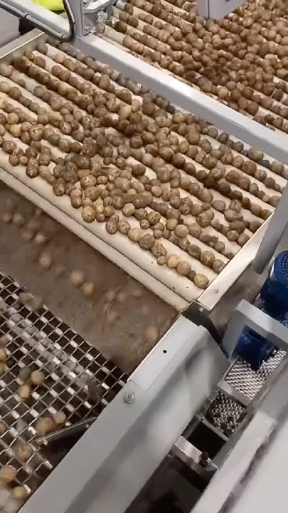 Optical sorting potato grading line from Tong featuring TOMRA 3A ...