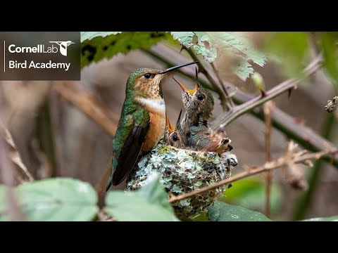 How Hummingbirds Raise Young