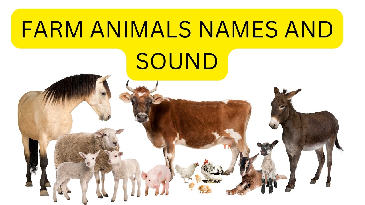 Farm Animals Names and Sounds for Kids to Learn | Learning Farm Animal ...