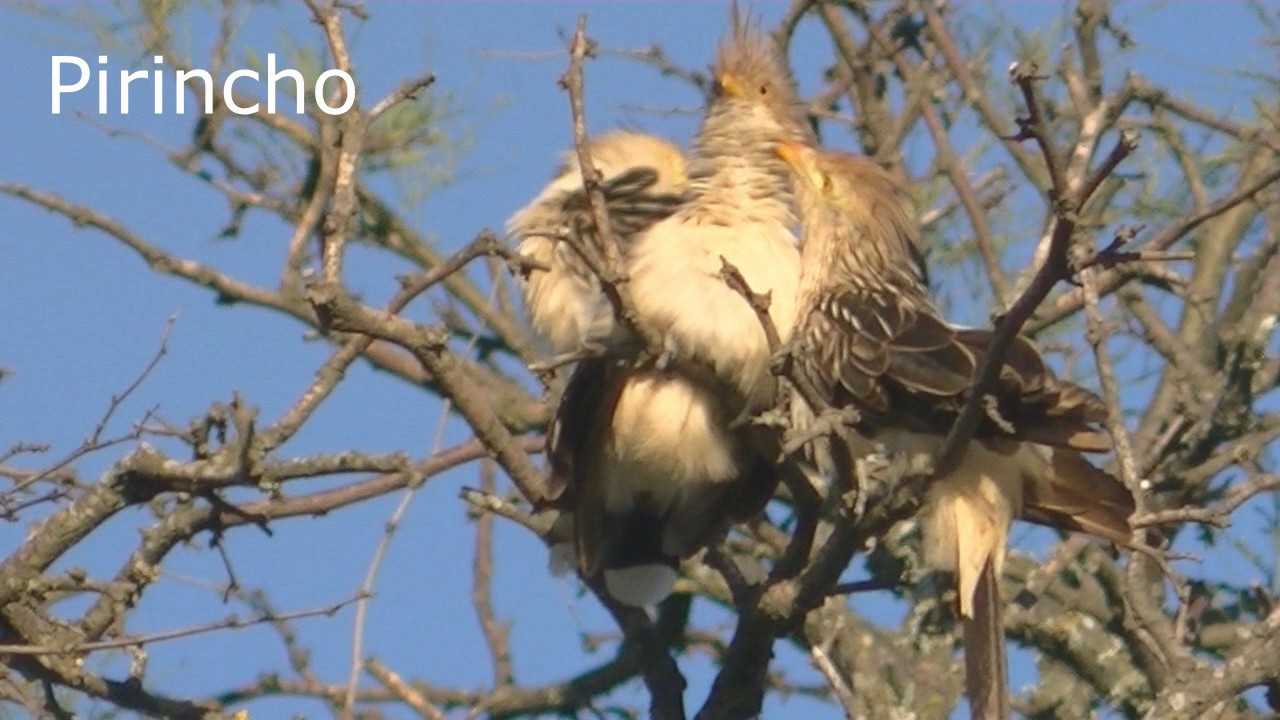 Nidos de aves 1 Formas y características 2017 - YouTube