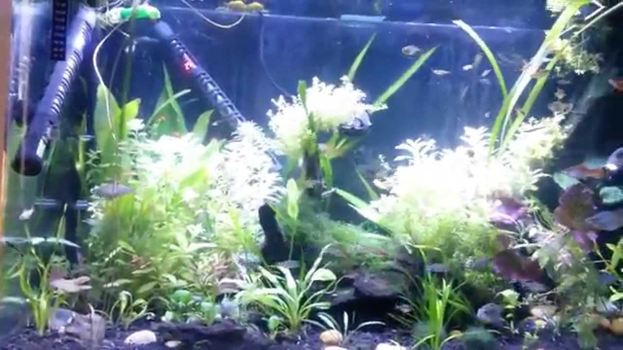 Fluval Osaka 56 Gallon Pressurised Co2 with LED Lighting - YouTube