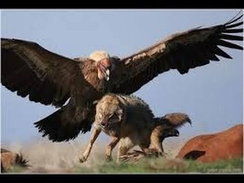 What Do Eagles Really Eat? Complete List & Detailed Explanation