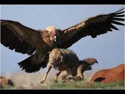 Eagle Attacking Dogs Cats & Wolves - Must Watch!!! - YouTube