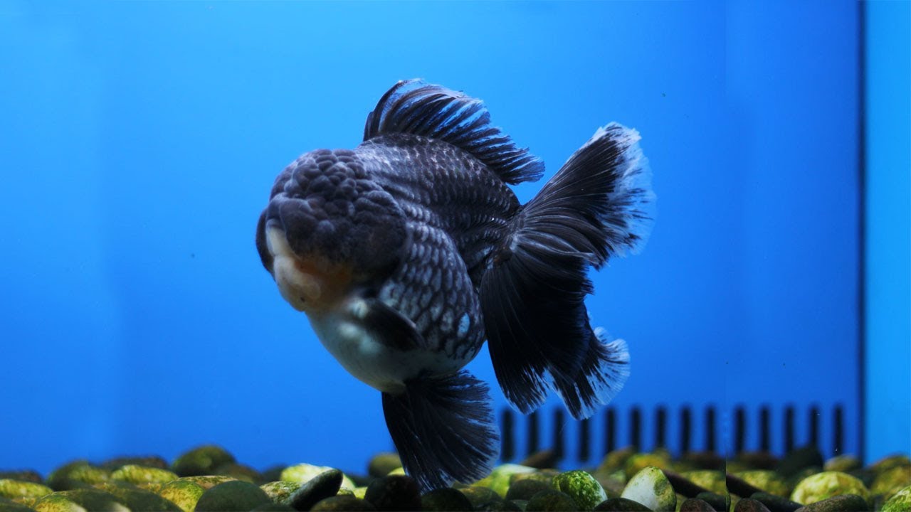 High quality and beautiful goldfish aquarium - YouTube