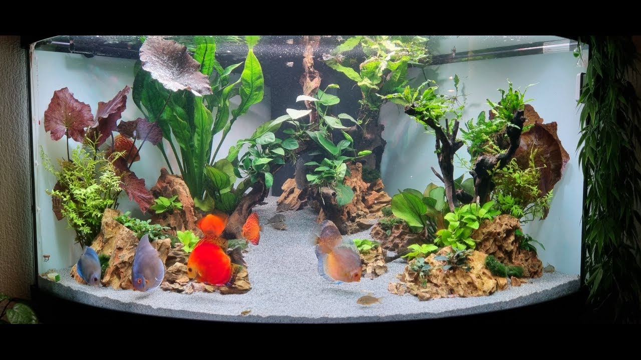 Trigon 350 Aquascape - YouTube