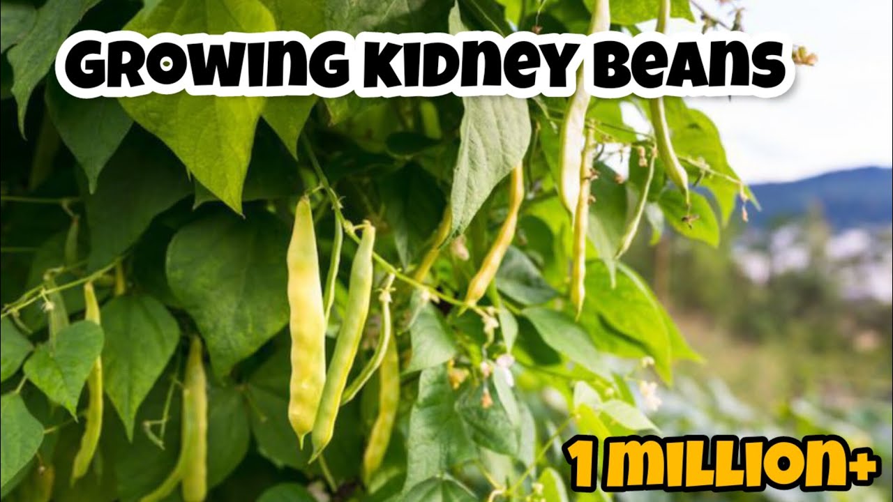 Growing Kidney Beans from seed | magic beans | growing beans in ...