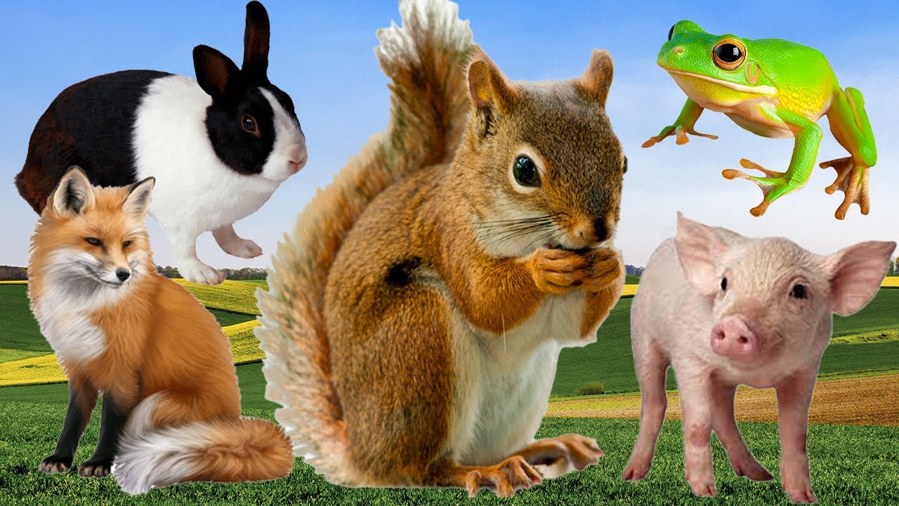 Fallen leaves are food for small animals - fox, giraffe, bear ...