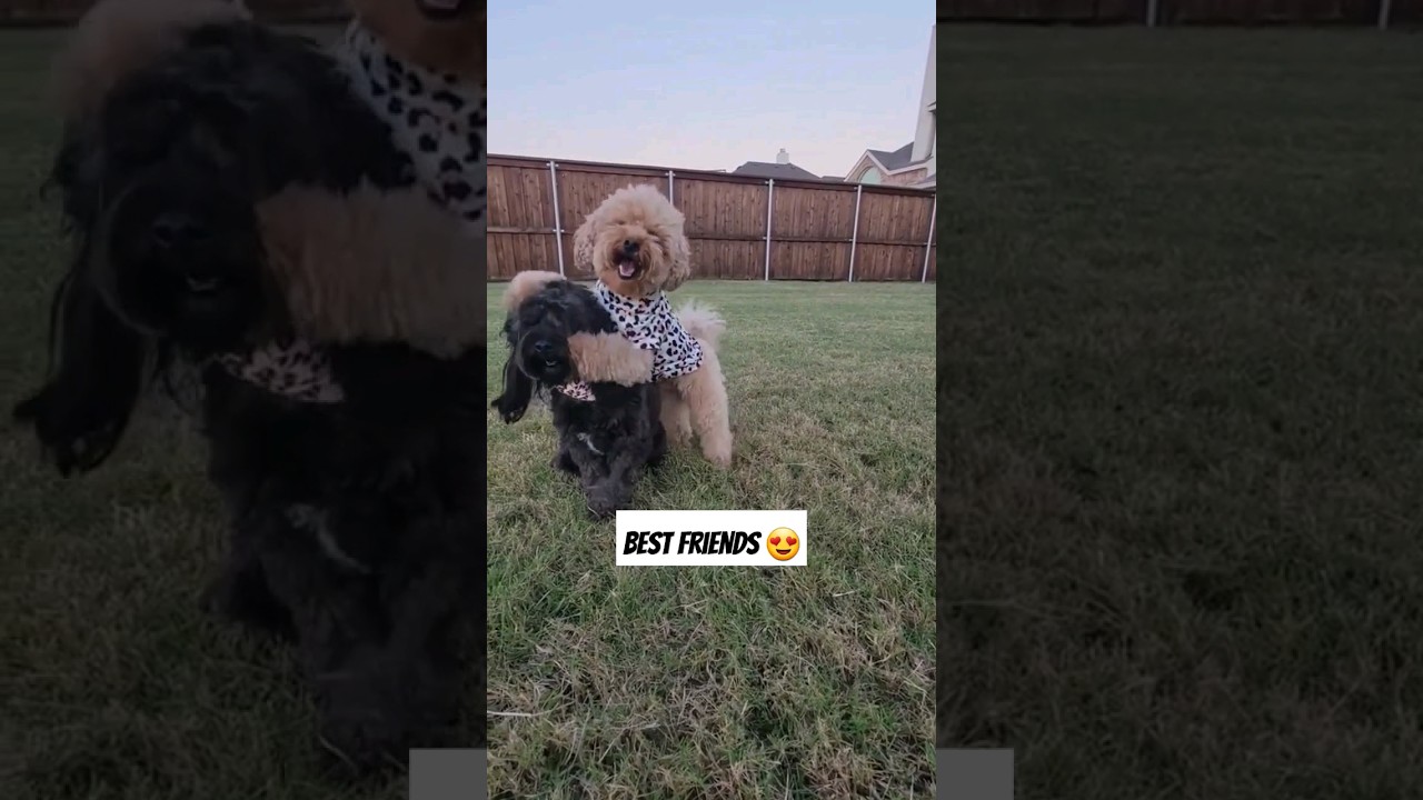 best friends 🐕🐩😍 #poodles #bestfriends #cutepuppies #cockapoo - YouTube