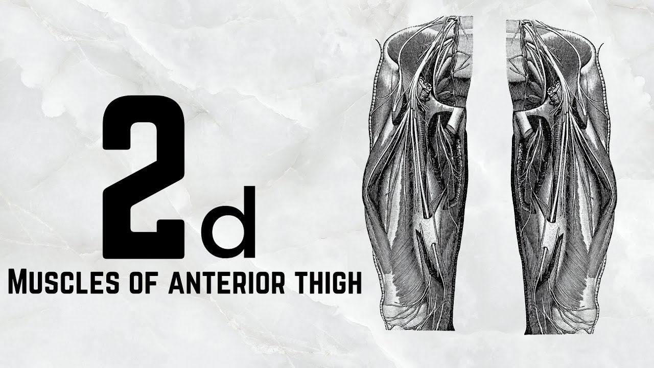 Anatomy LL: Muscles of anterior thigh (2d) - YouTube