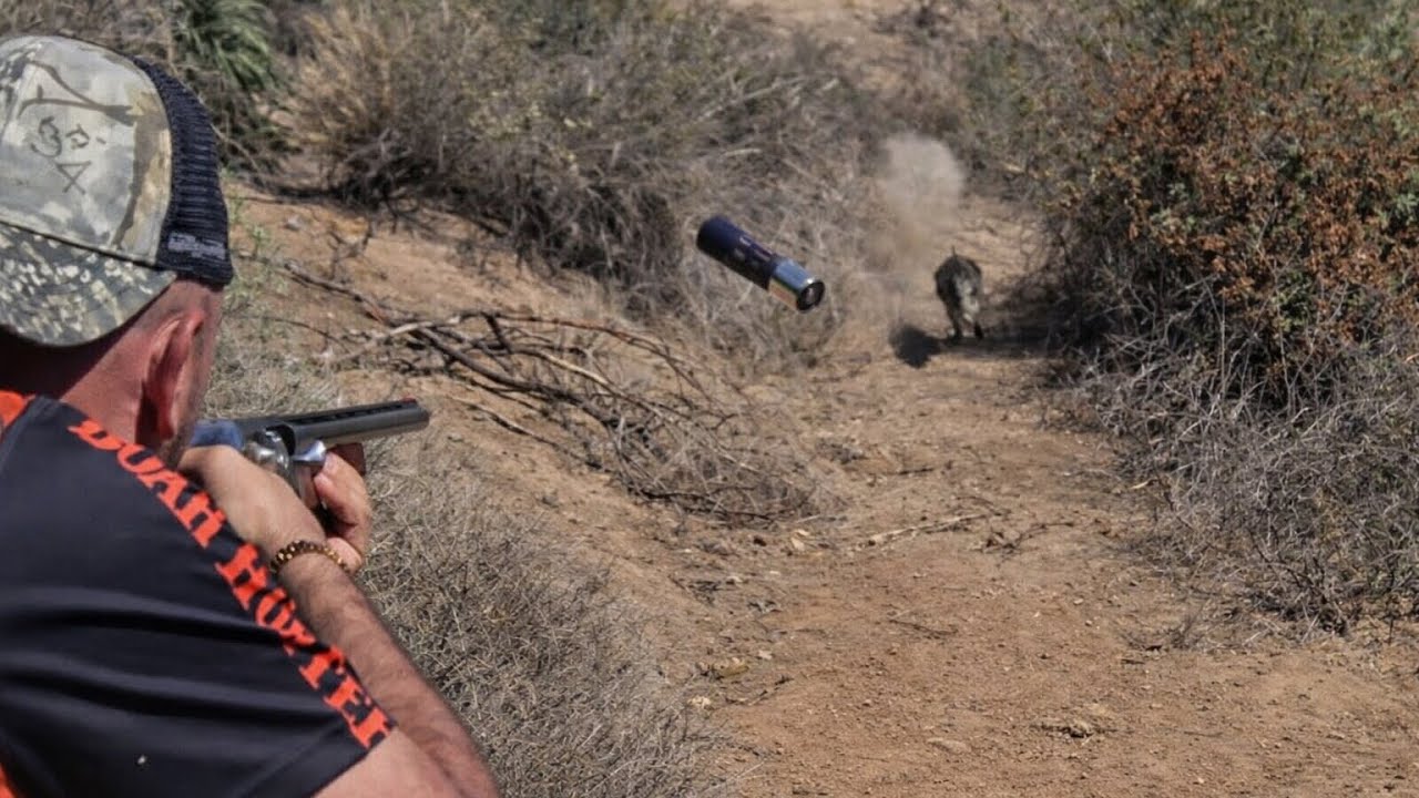 Hunting Wild Boar -Season :2025 ||MEKNES -MOROCCO - YouTube