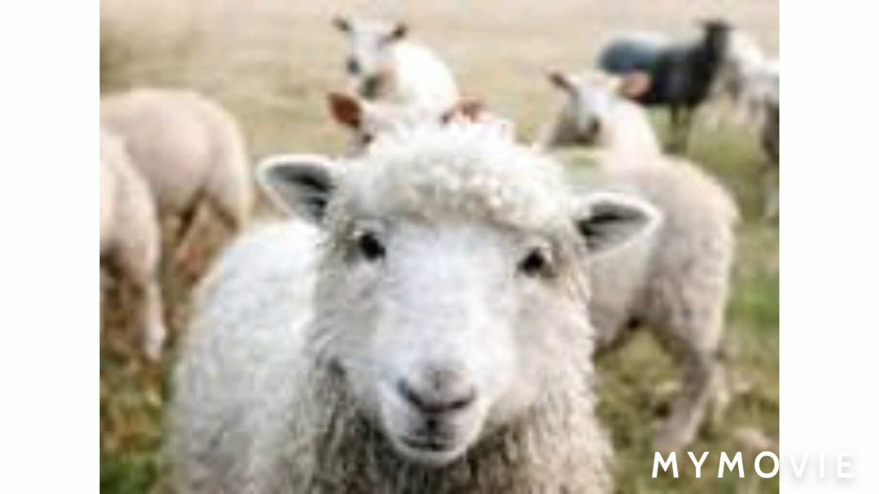 Sheep Sound Effect - YouTube