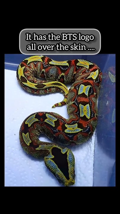 Bitis snake has BTS logo - YouTube