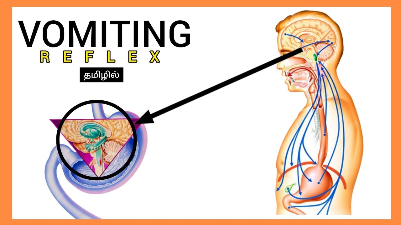 VOMITING REFLEX IN TAMIL YouTube vomiting-reflex-in-tamil-youtube