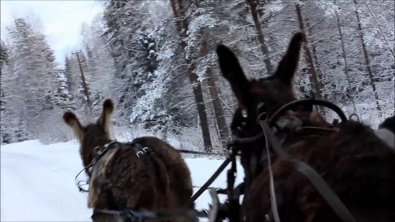 Donkey tandem hitch - YouTube