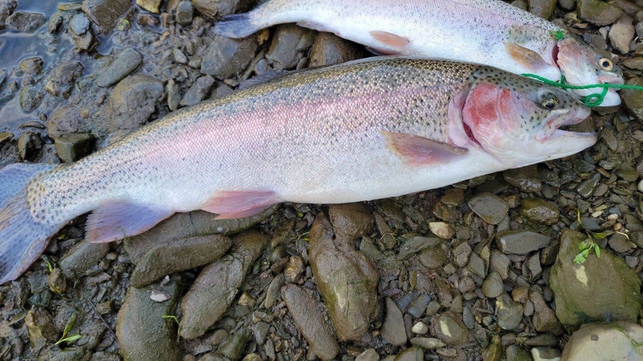 Trout fishing at Lake McSwain Merced River - YouTube