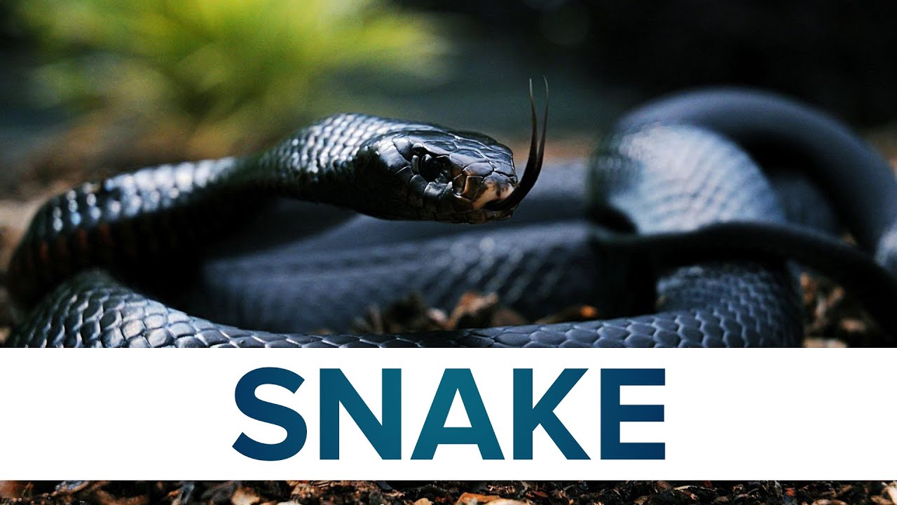 Top 10 Facts - Snakes // Top Facts - YouTube