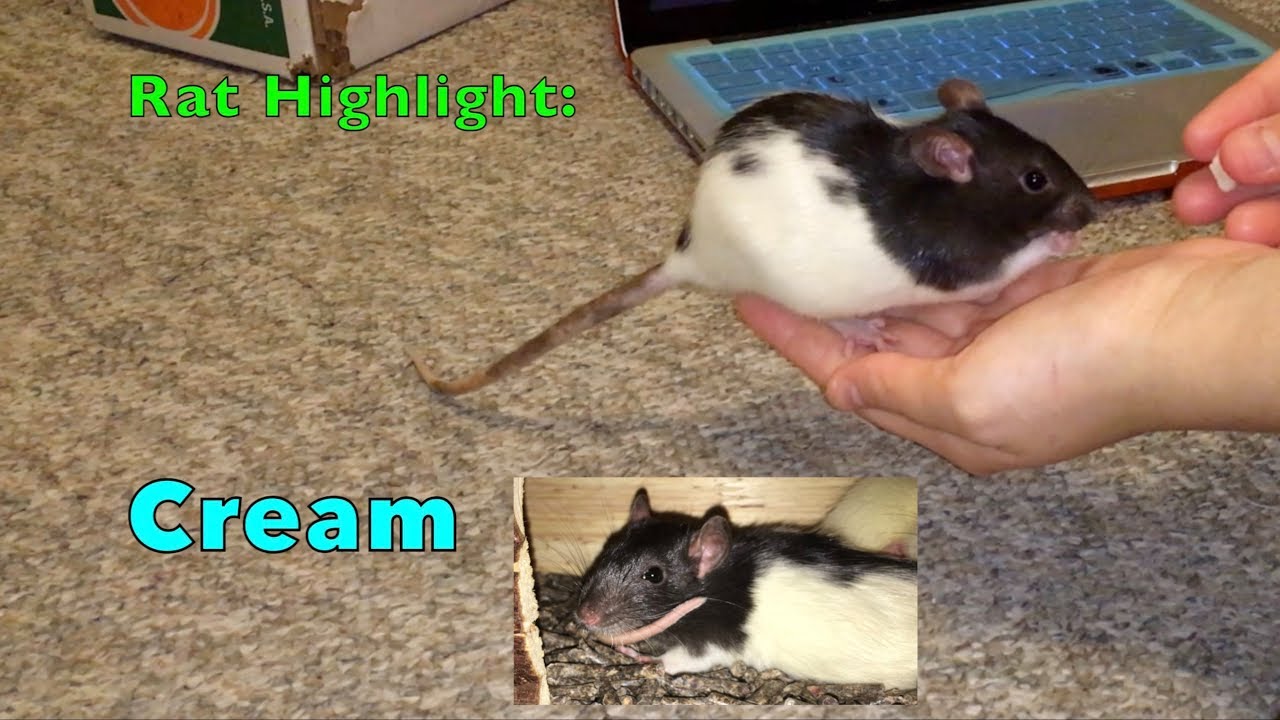 Rat Highlight - Cream - YouTube
