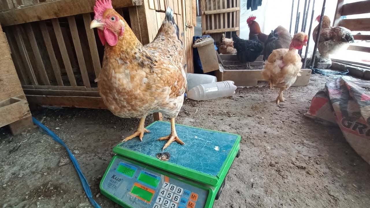Está semana venderemos a una gallina (pavipollo) - Luego de 4 meses ...