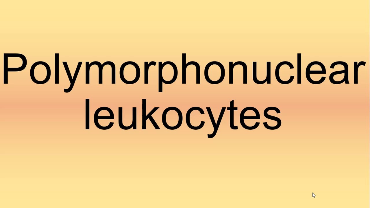 Polymorphonuclear Leukocytes Pronunciation | How to Say | How to ...