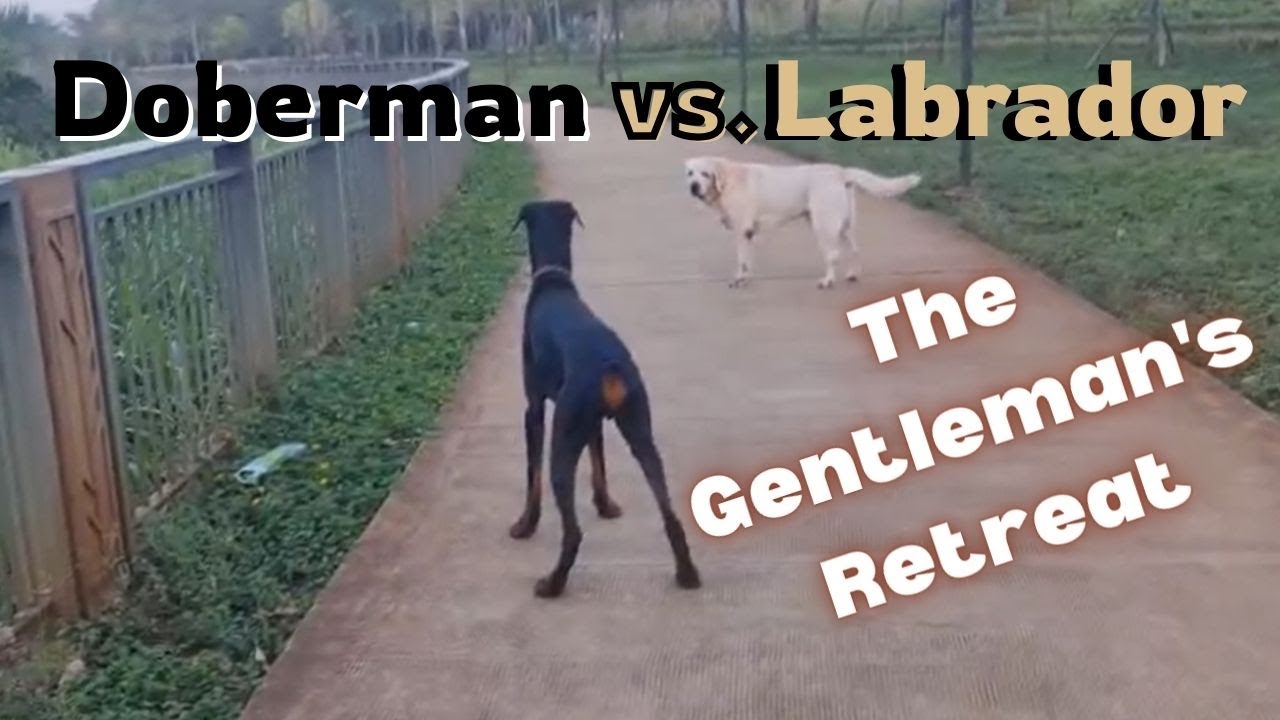 Doberman vs. Labrador Retriever : The Gentleman's Retreat - YouTube
