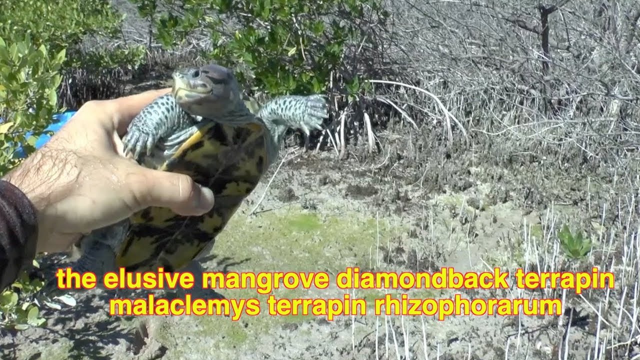 Herping Florida; The Elusive Mangrove Diamondback Terrapin - YouTube