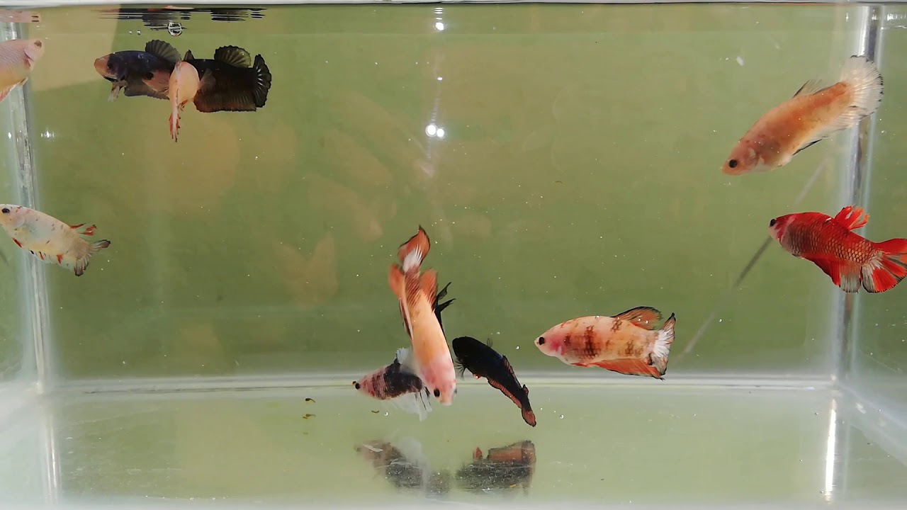 ERODE betta factory; betta fish Female available - YouTube