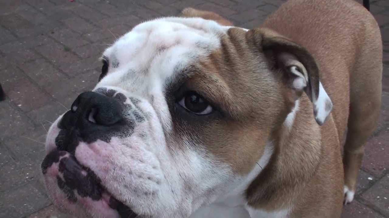 Bulldog puppy arnie cutest dog in the world - YouTube