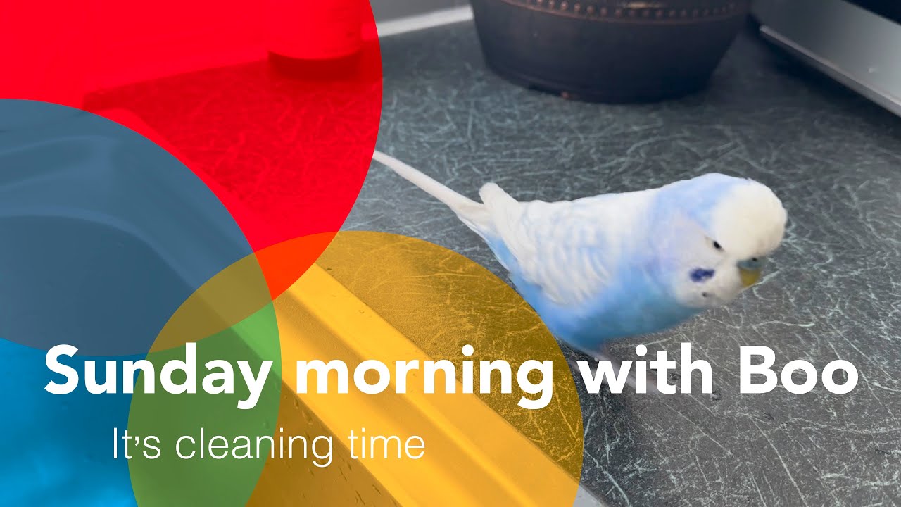 Cleaning up after Boo - YouTube