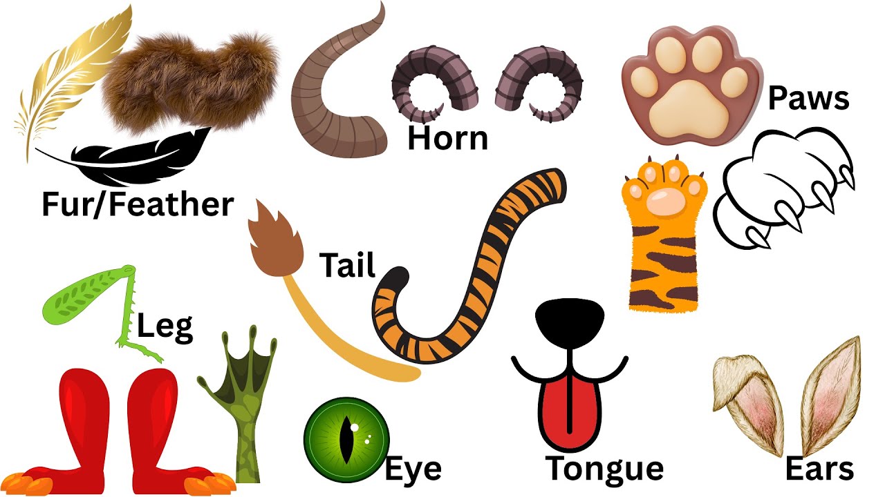🐾🦒 Animal Parts of the Body | Learn Animal Vocabulary for Kids & ESL 🐘🦁 ...
