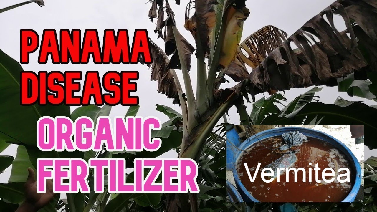 PANAMA DISEASE ORGANIC FERTILIZER (VERMITEA) - YouTube