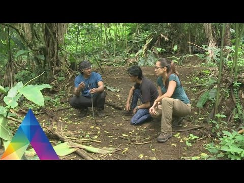 BERBURU - MONITORING BAGAIMANA ULAR MAKAN (29/3/16) 3-1
