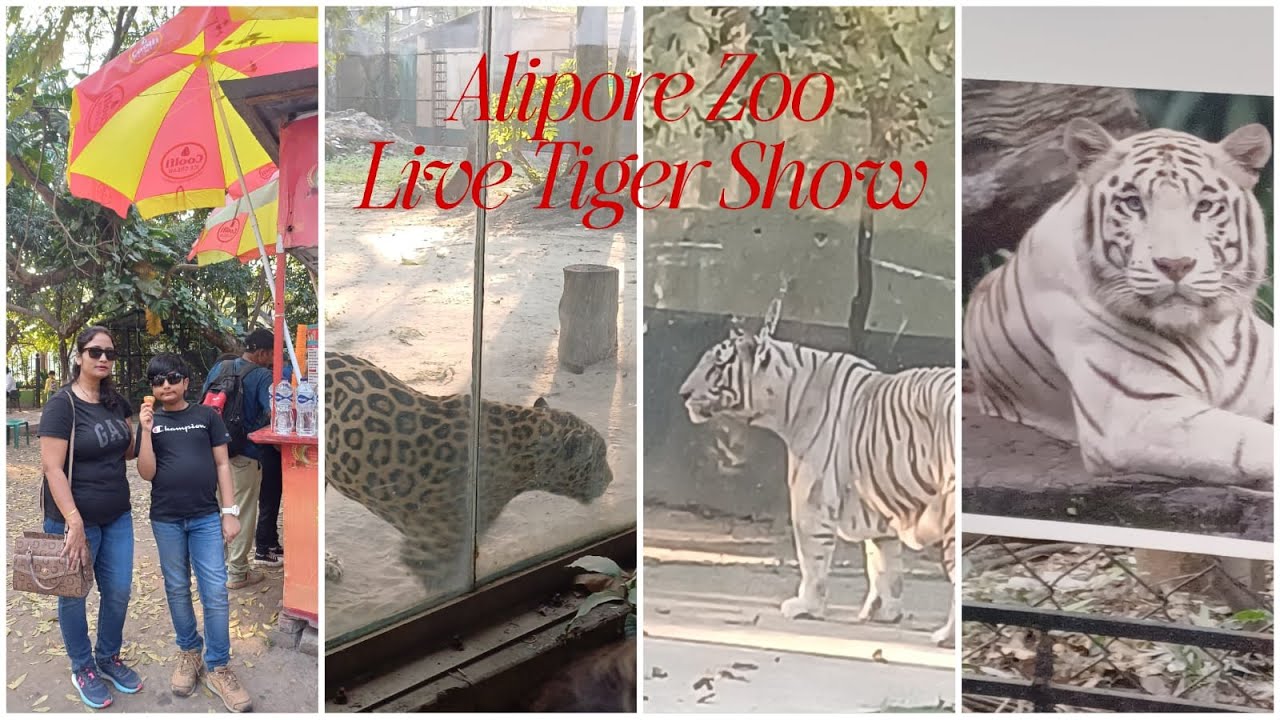 Live Tiger | Alipore Zoo Kolkata 2025 | Alipur Zoo Ticket Price ...