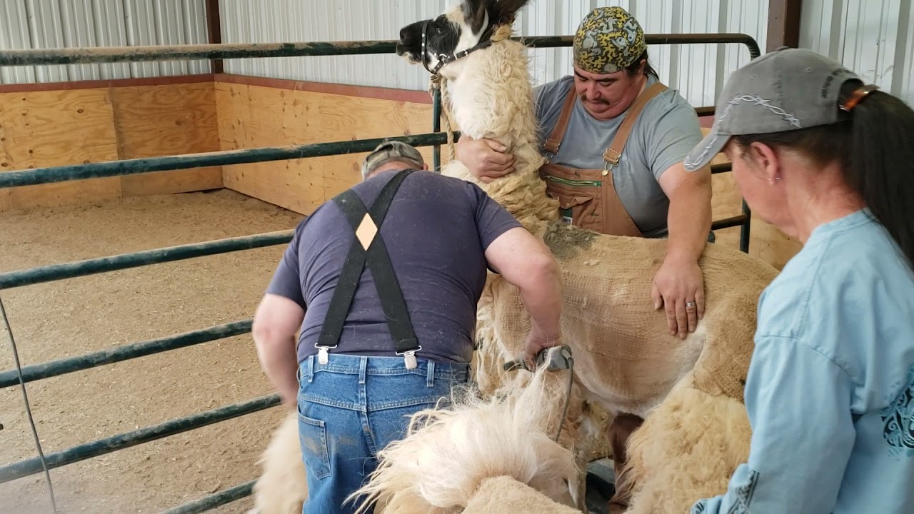Shearing Llama - YouTube