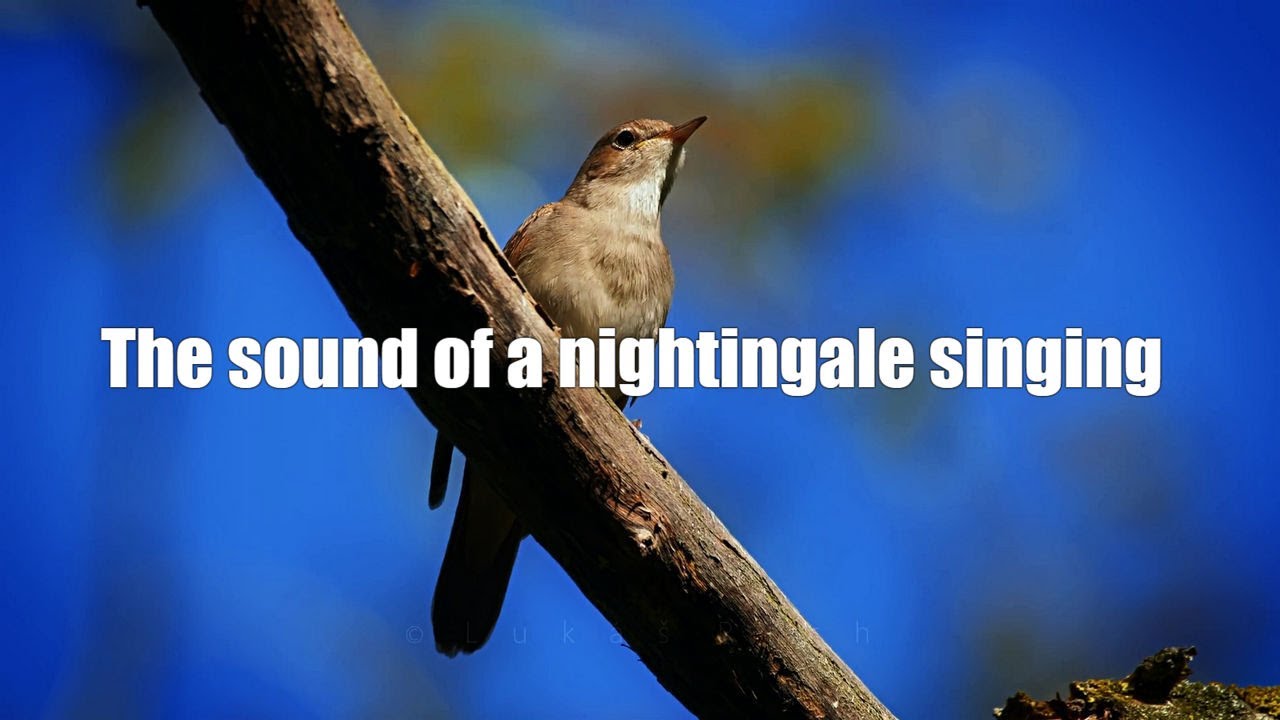 The sound of a nightingale singing for healing - YouTube