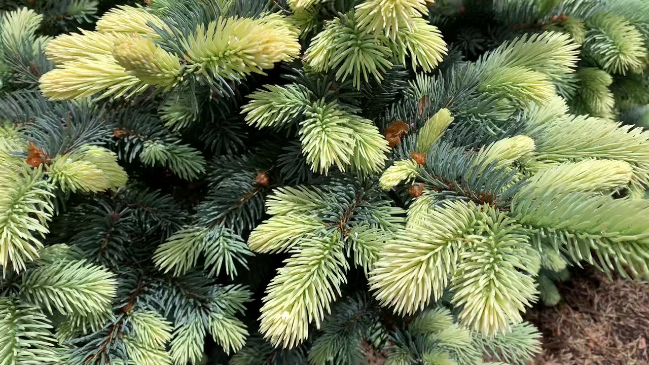 Picea pungens ' Niemetz ' Spring White Dwarf Colorado Blue Spruce May ...