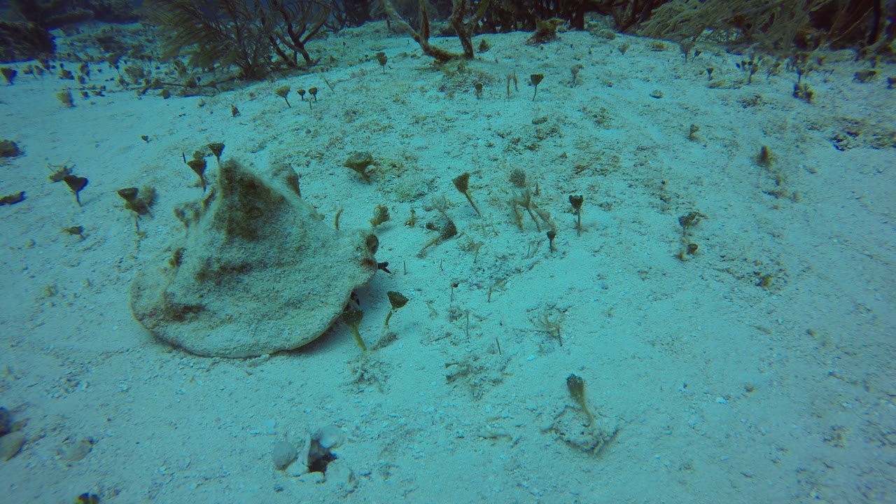 Brief video of a conch moving along - YouTube