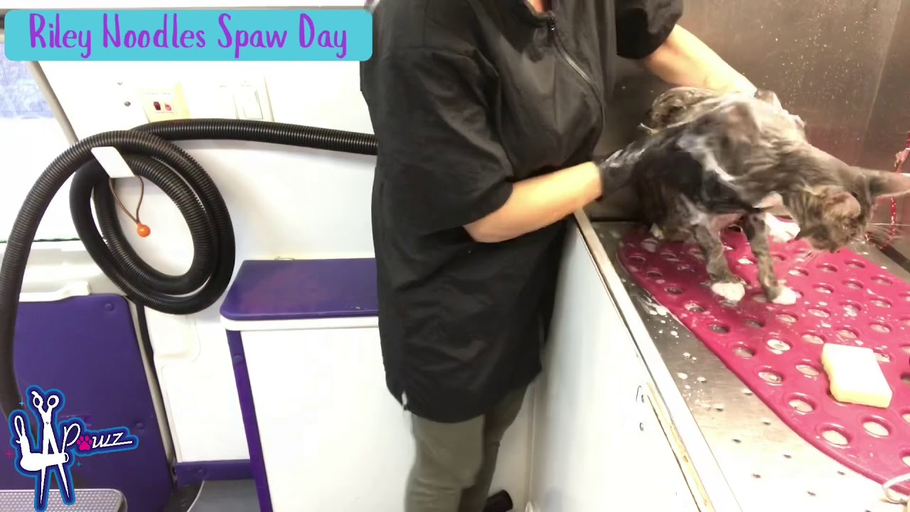 Riley Noodles Spaw Day - YouTube
