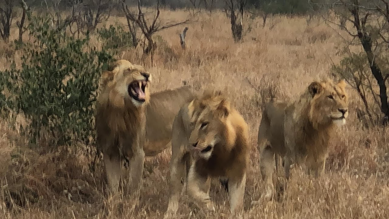 3 Monwana Male Lions ( Sons of Mapoza Male) just 400 meters away from ...