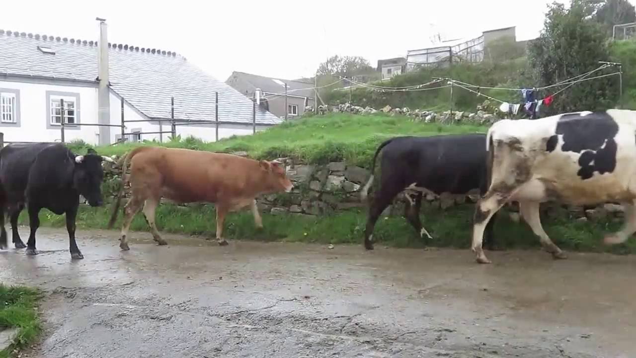 Rush Hour in Fonfria, Spain on the Camino de Santiago - YouTube