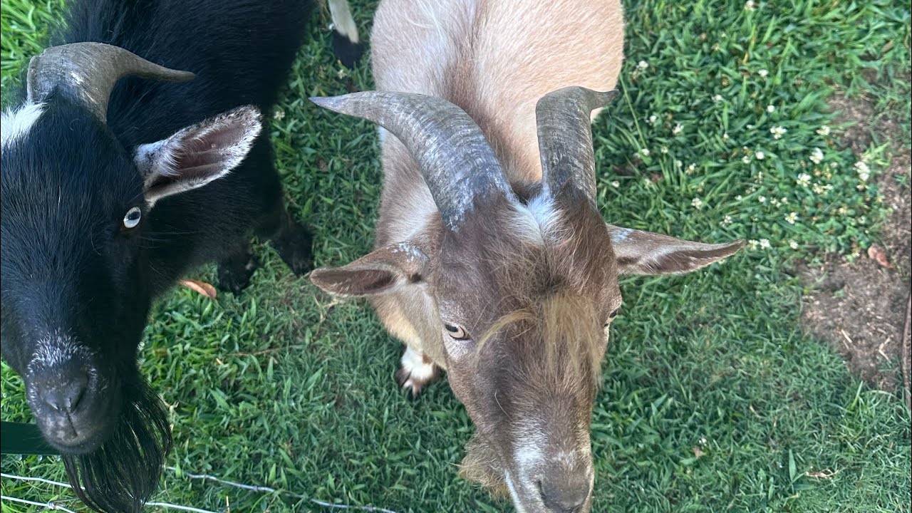 Treating Goat Bloat! - YouTube