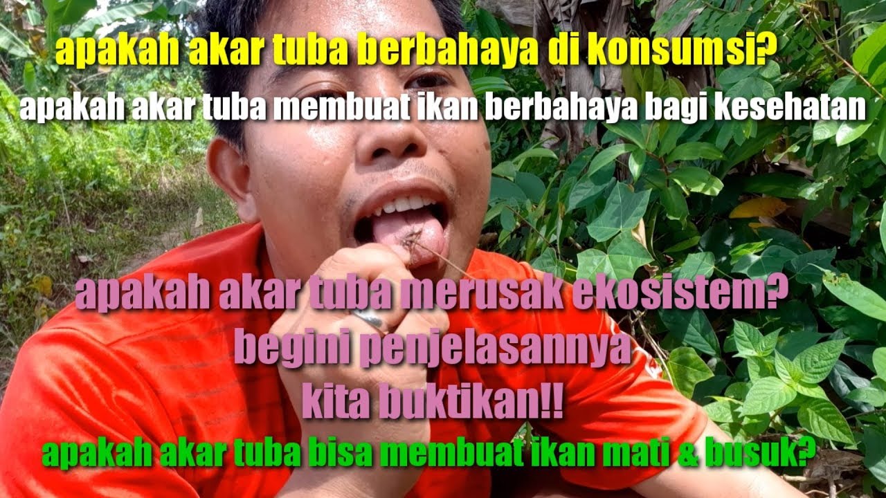 Akar tuba(racun ikan) berbahaya bagi tubuh & membuat ikan mati? Begini ...