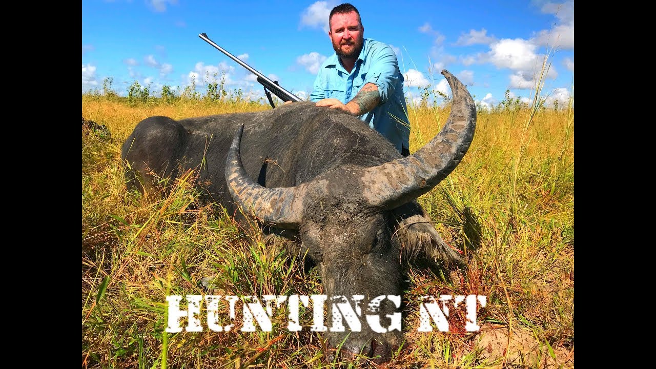 Buffalo Scrub Bull and Pig Hunting - YouTube