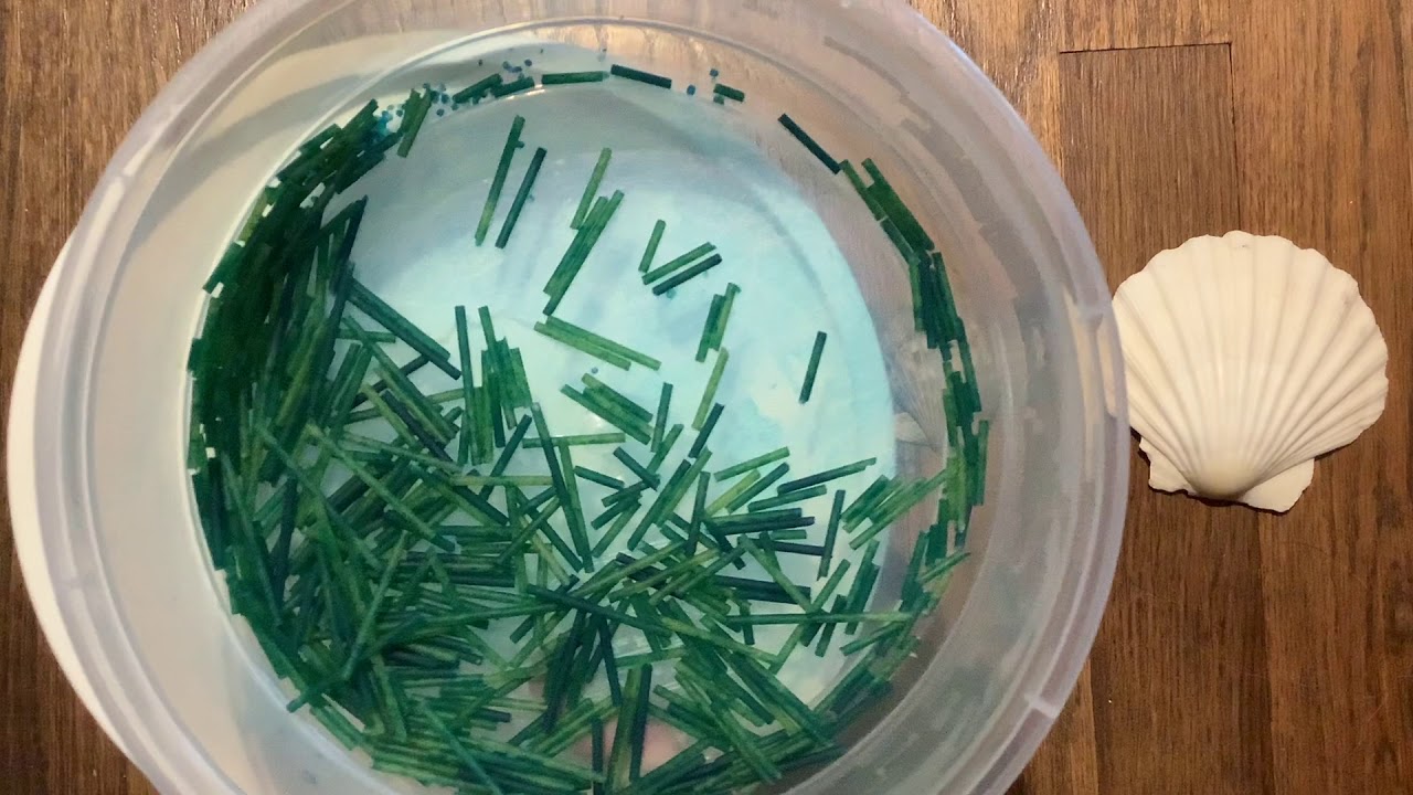 MT 5 Little Shells - YouTube