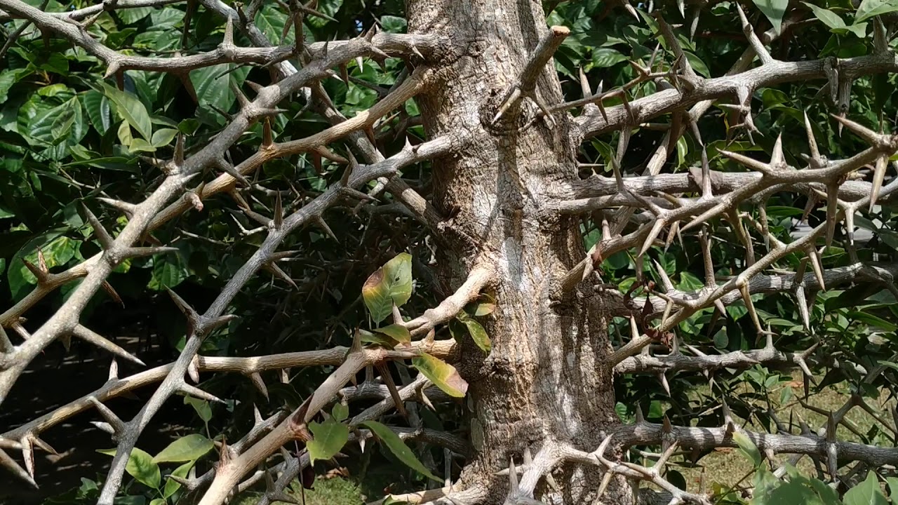 Impressive young Bael tree (Aegle marmelos) - YouTube