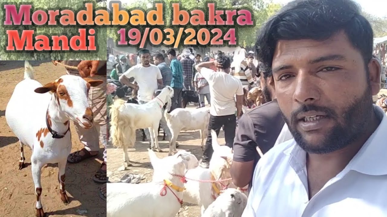 19 03 taharpur Bakra Mandi 2024 barbari Bakri up | barbari goat for ...