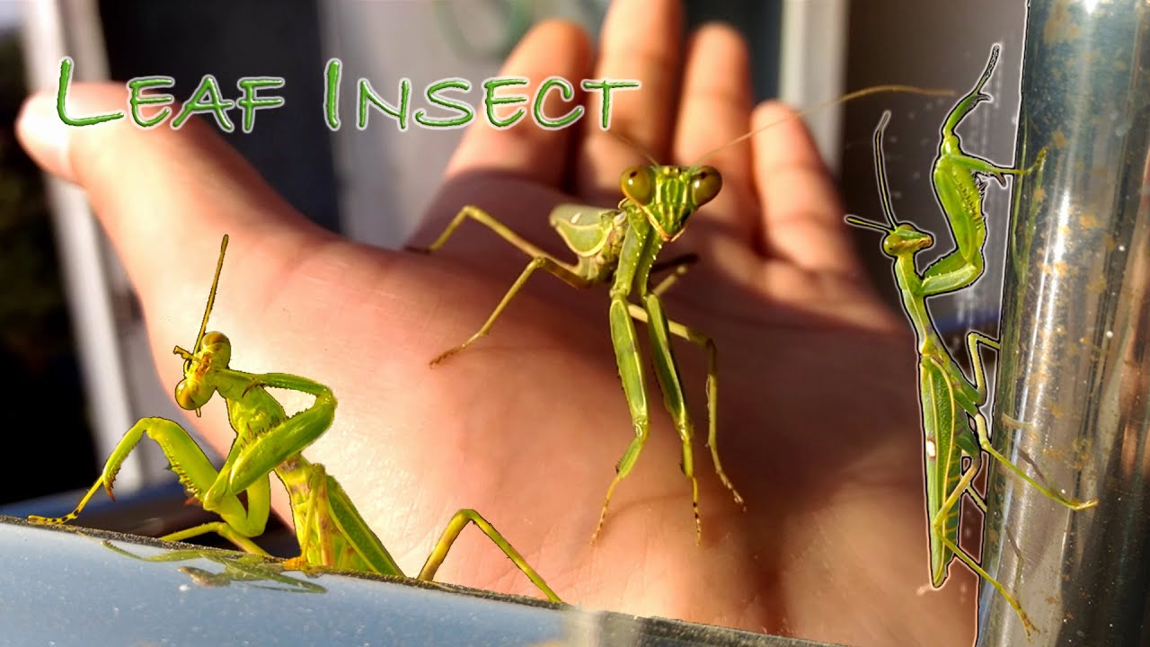 Leaf Insect | Mr. Green | A Green Friend - YouTube