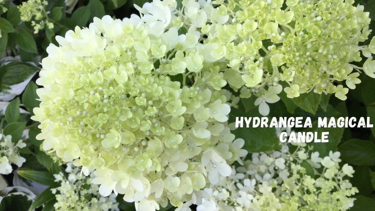 Hydrangea Magical Candle First Season - YouTube