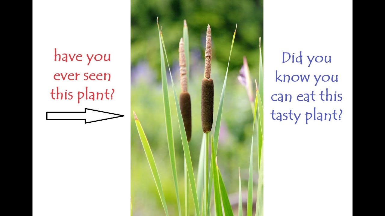 How to Forage Wild Edibles: The Cattail Plant - YouTube