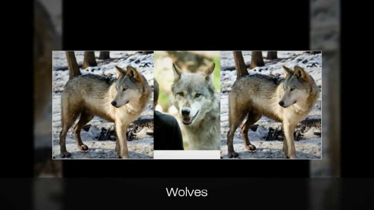 How Do Wolves Hunt? -- Wolves For Kids -- Amazing Animal Books For ...