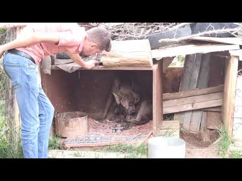 SHAKIRA DOĞUMUNU YAPTI / DOĞUM ANI / BLUE, TİGER, SİYAH CANE CORSOLAR / MOMENT OF DOG BIRTH
